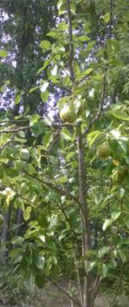 Planting Fruit Trees - Forage Tech