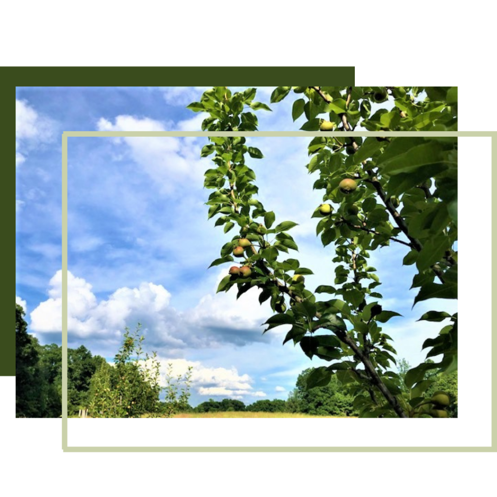 Top Wildlife Seed Mixes & Food Plots | Forage Tech